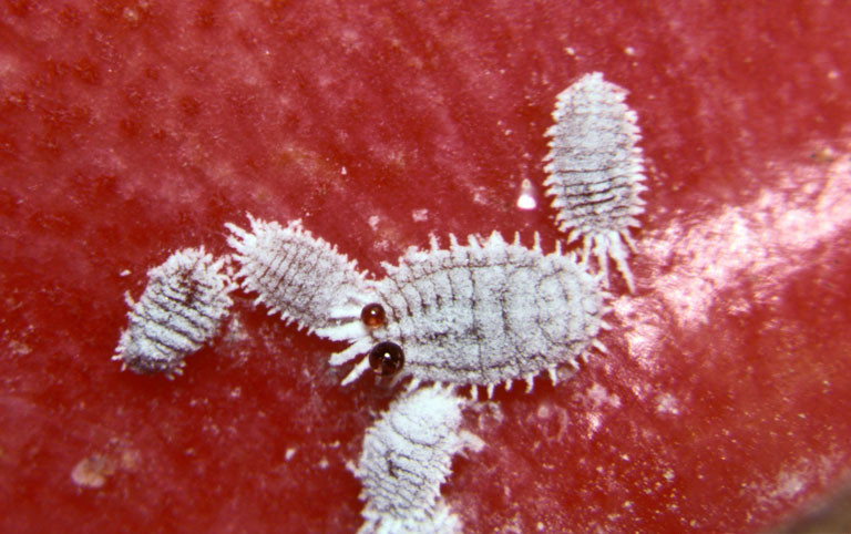 Les cochenilles des agrumes : symptômes et traitements - Clinique des ...