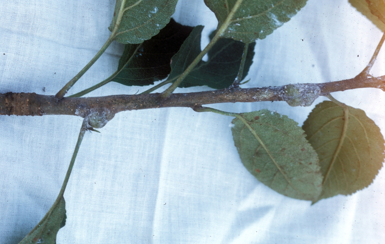 Le puceron lanigère du pommier : symptômes et traitements – Clinique ...