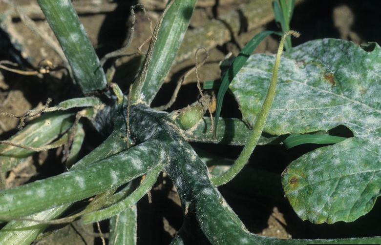 L'Oïdium des cucurbitacées : symptômes et traitements – Clinique des ...