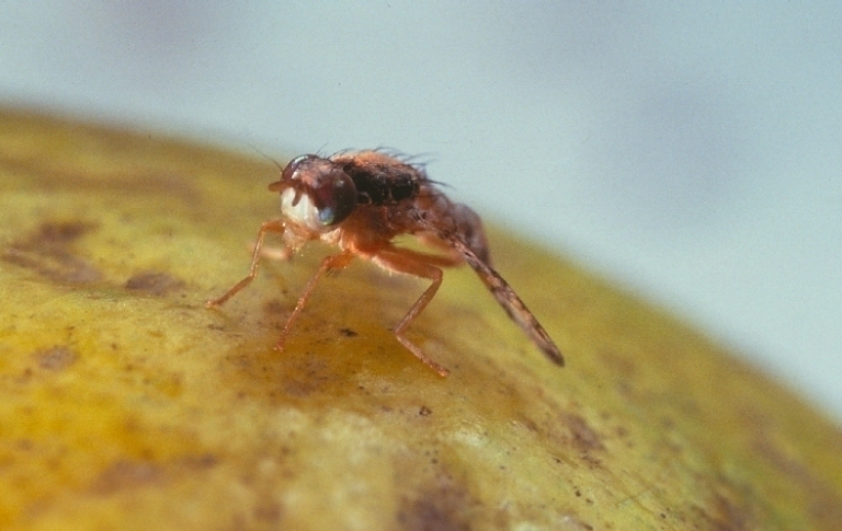 La mouche méditerranéenne des fruits : symptômes et traitements ...
