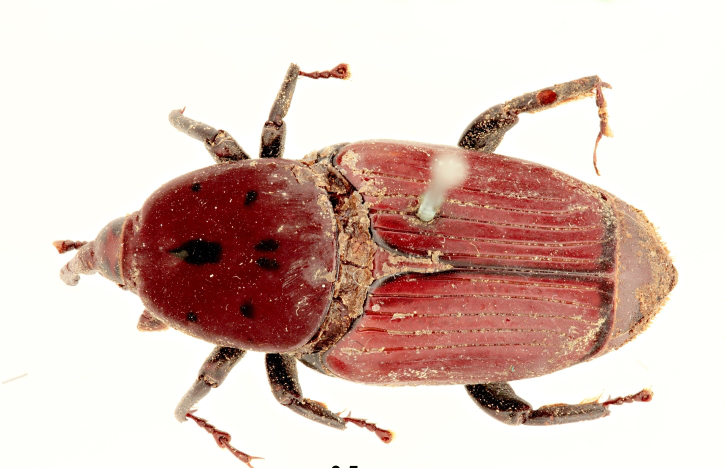 Le charançon rouge du palmier : symptômes et traitements – Clinique des ...