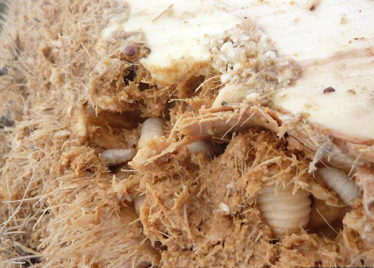 Le charançon rouge du palmier : symptômes et traitements – Clinique des ...