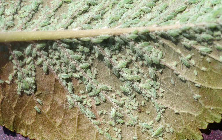 Le puceron farineux du prunier : symptômes et traitements – Clinique ...