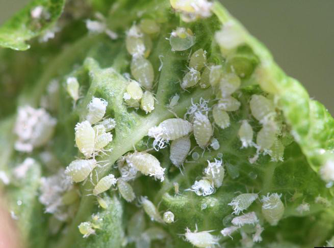 Les pucerons : symptômes et traitements – Clinique des Plantes