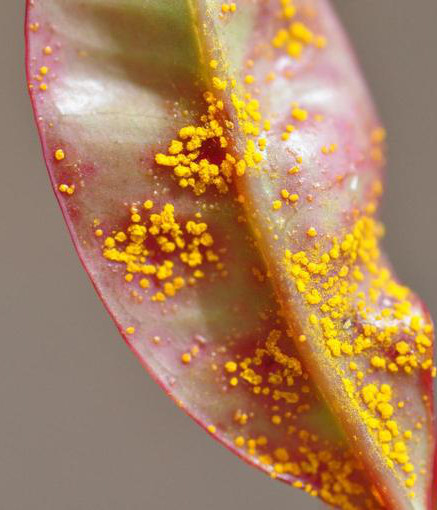 Rouille du rosier : symptômes et traitements – Clinique des Plantes