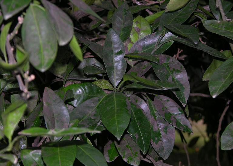 La fumagine sur les agrumes : symptômes et traitements – Clinique des ...