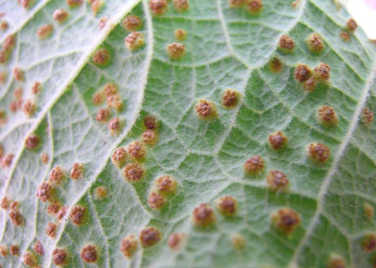 Rouilles des plantes a massif : symptômes et traitements – Clinique des ...