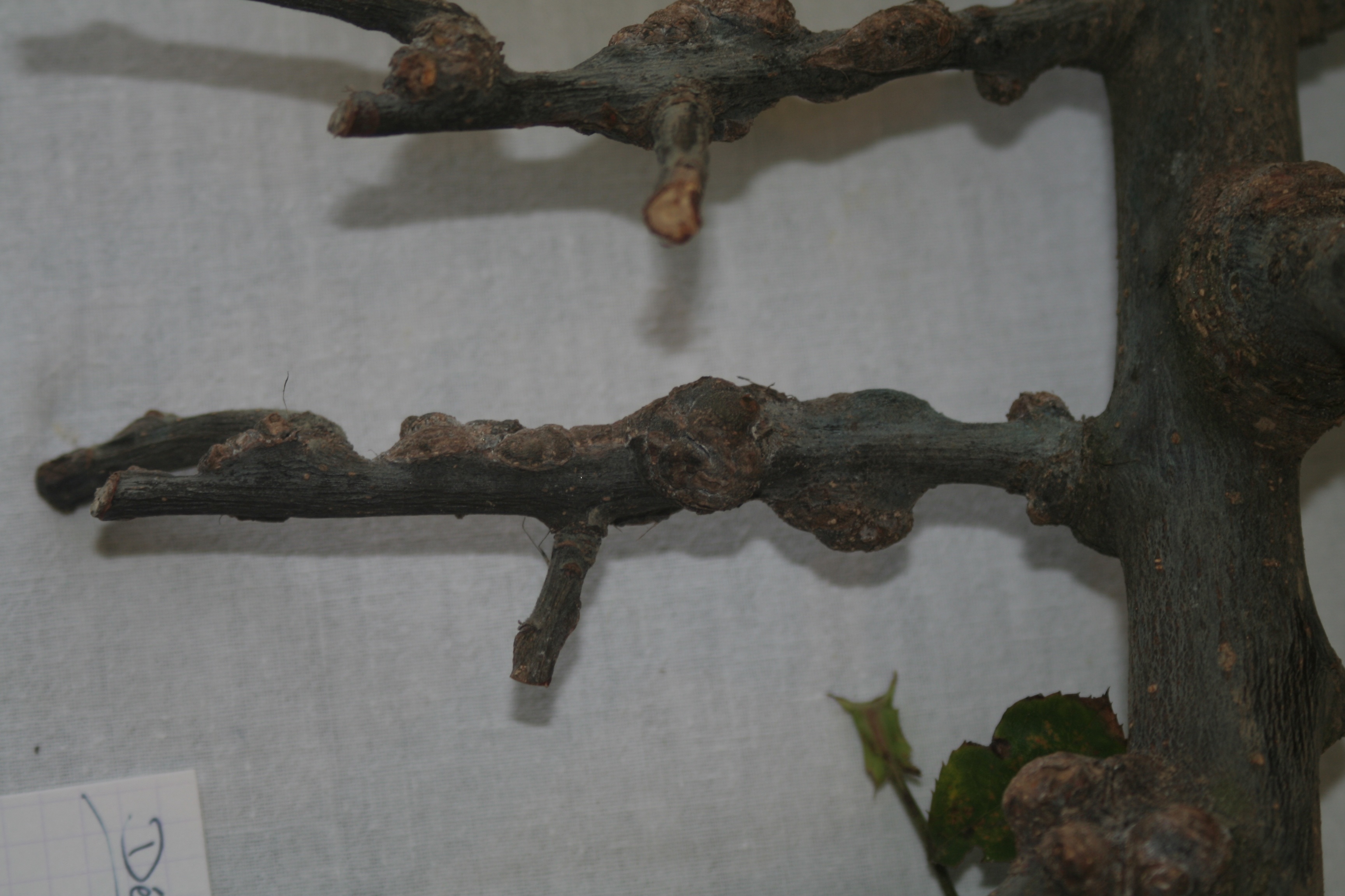 Le puceron lanigère du pommier : symptômes et traitements – Clinique ...