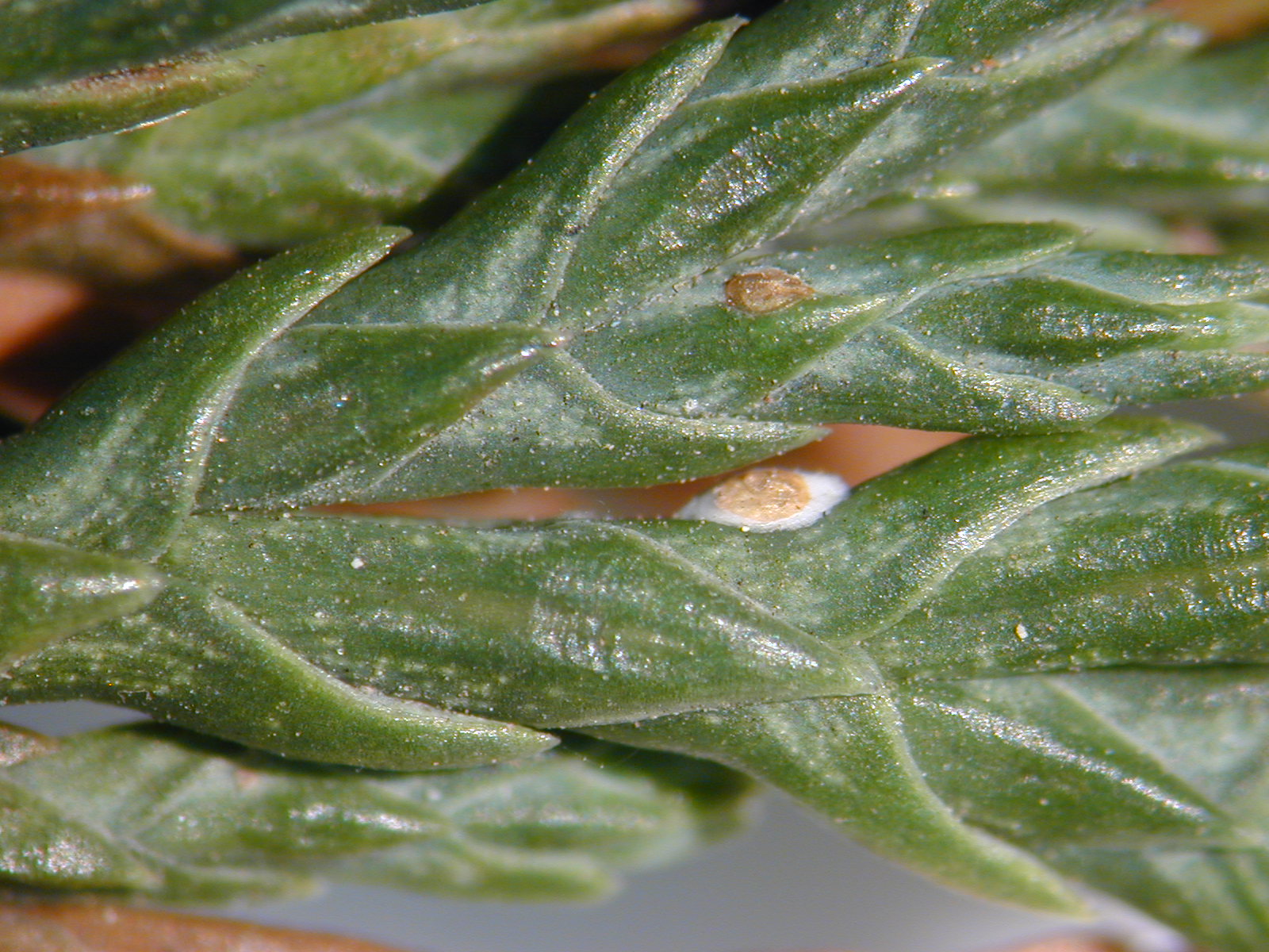 Les cochenilles sur pommier : symptômes et traitements - Clinique des ...