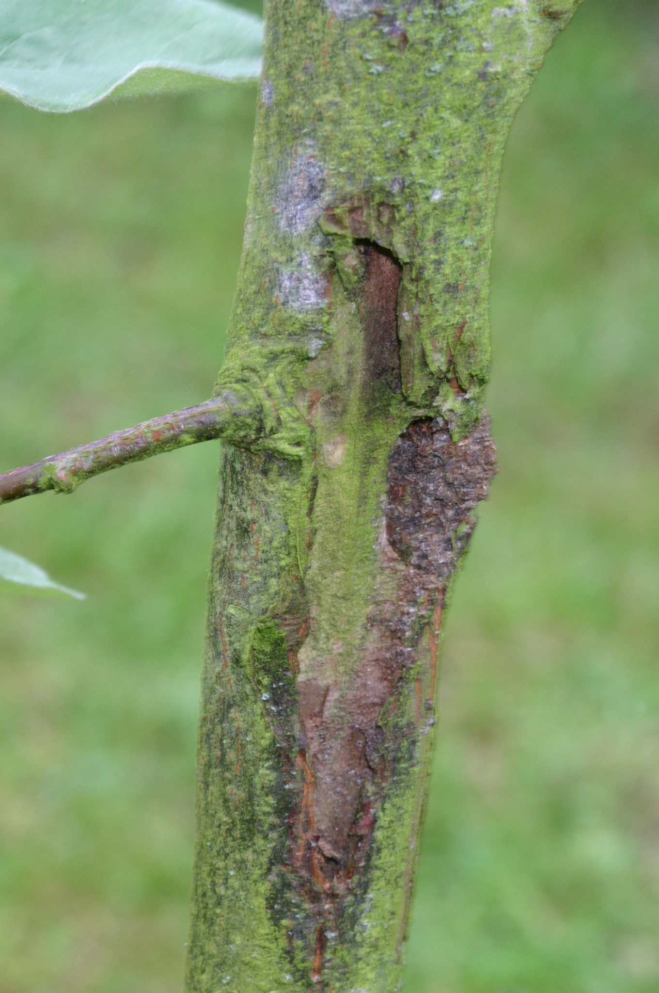 LES RAVAGEURS XYLOPHAGES