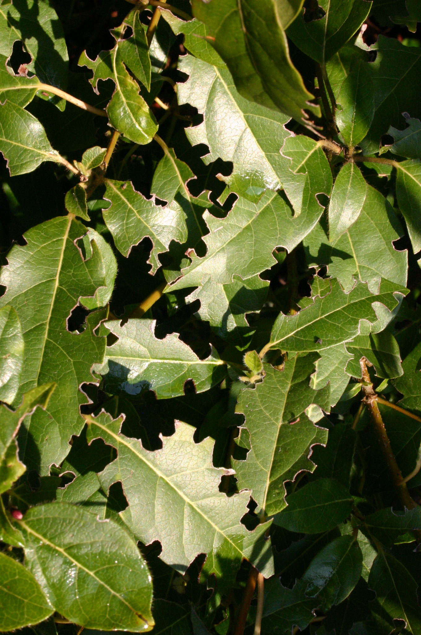 Otiorhynque : symptômes et traitements – Clinique des Plantes