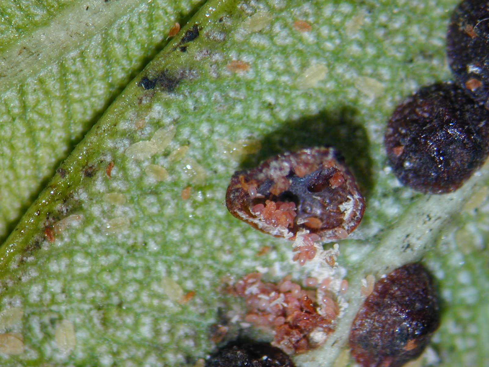 Les cochenilles des agrumes : symptômes et traitements - Clinique des ...