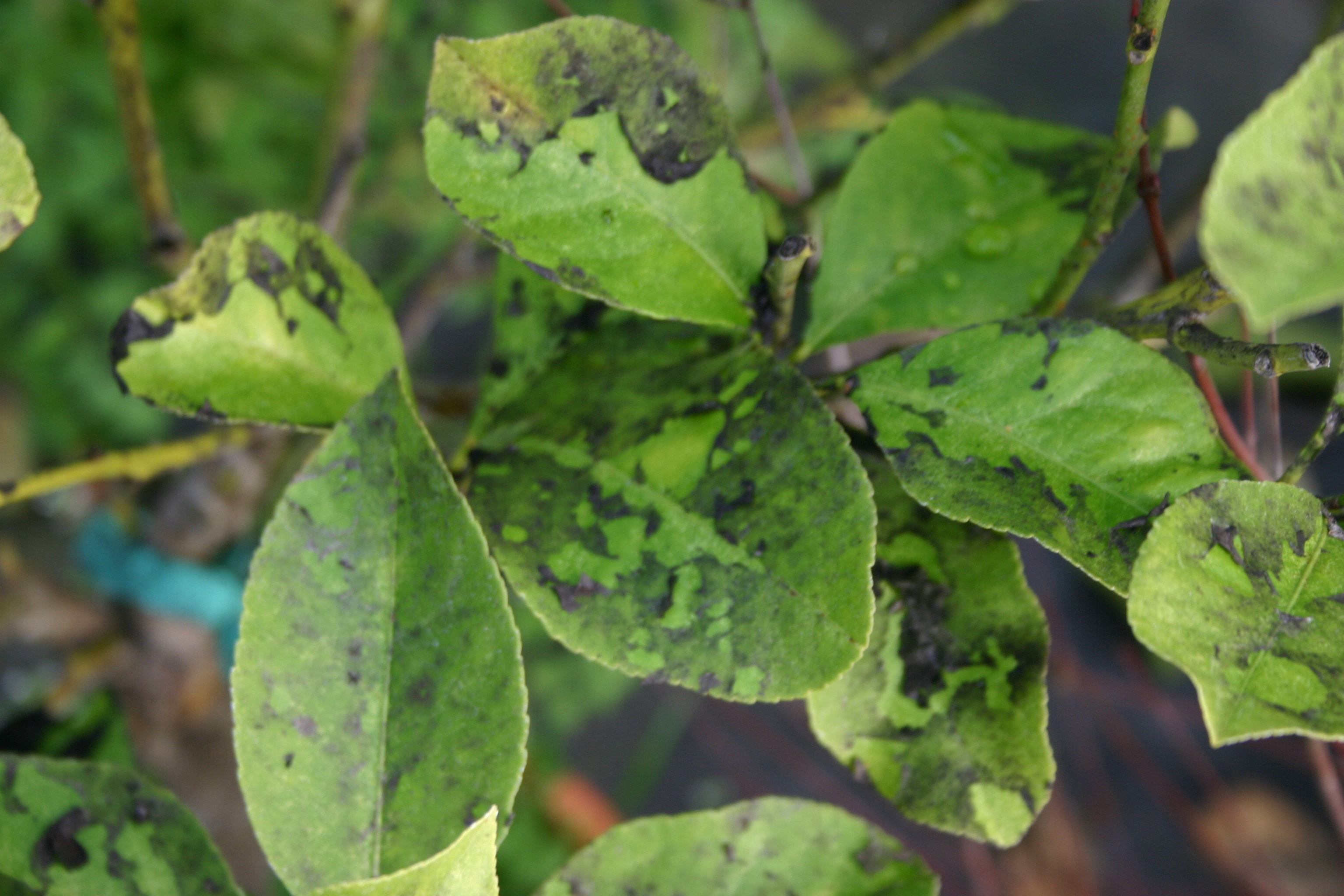 La Fumagine : symptômes et traitements – Clinique des Plantes