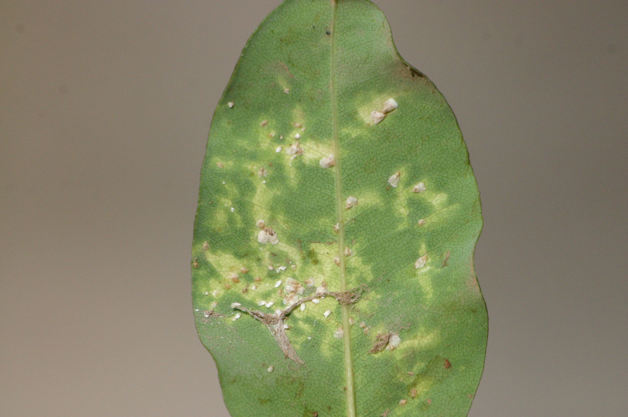 Les cochenilles des agrumes : symptômes et traitements - Clinique des ...