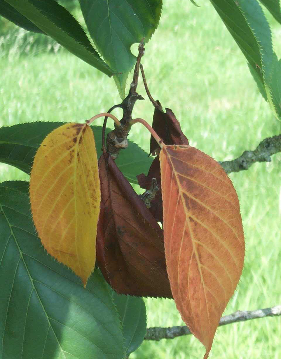 La moniliose de l'abricotier : symptômes et traitements - Clinique des ...