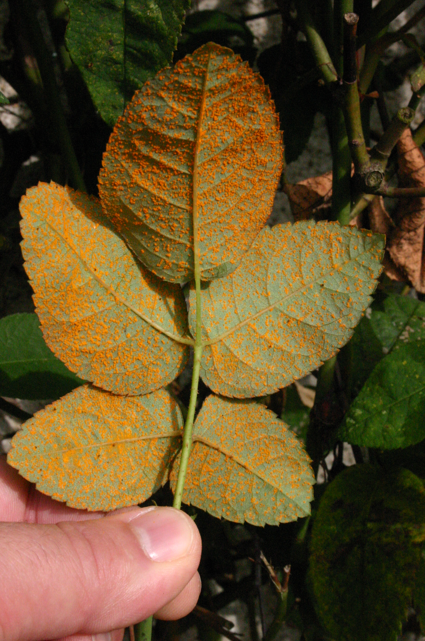 La rouille du prunier : symptômes et traitements – Clinique des Plantes