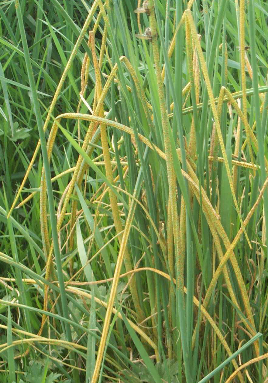 Rouille du rosier : symptômes et traitements – Clinique des Plantes