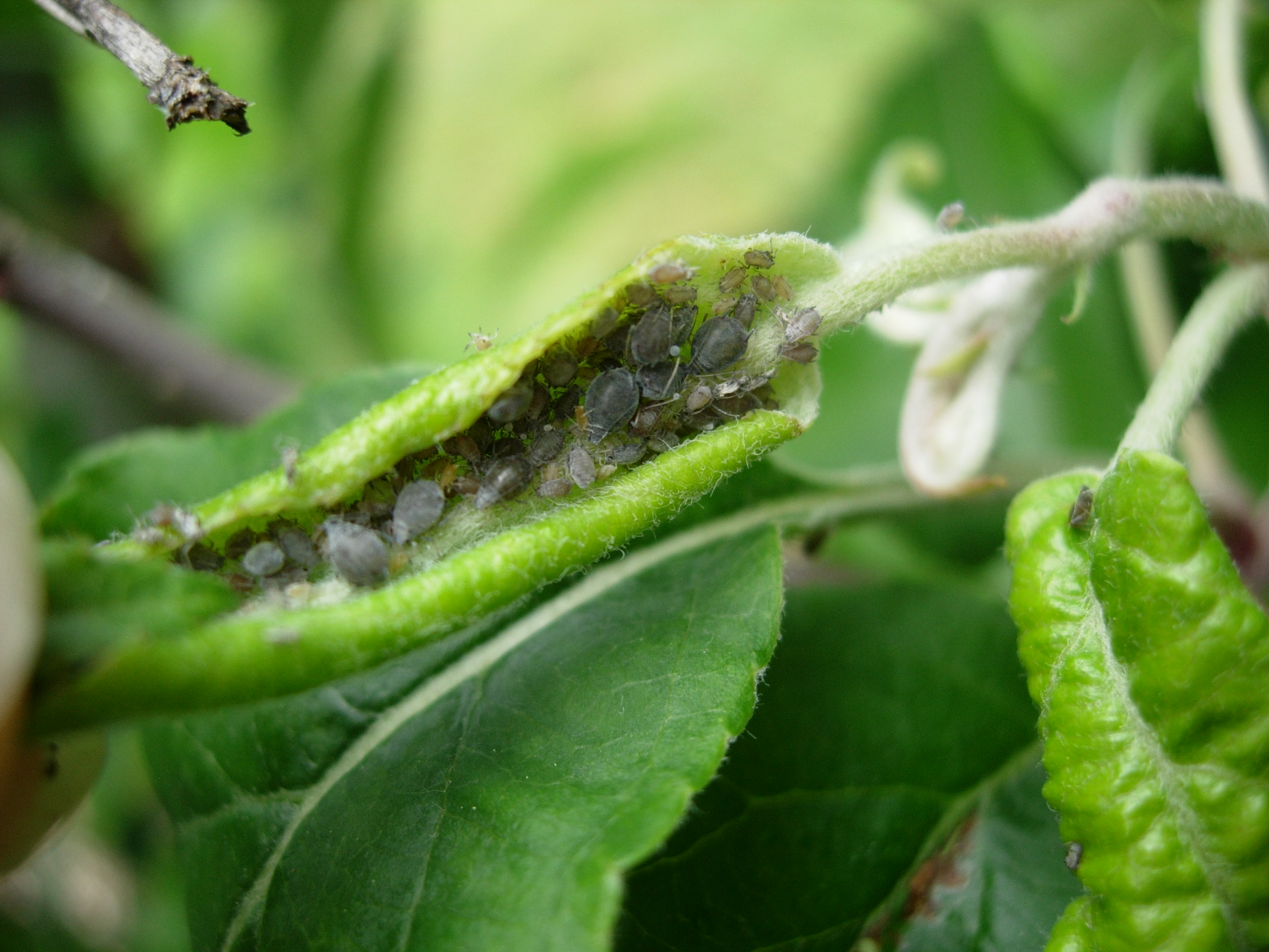 Lutter contre le puceron cendré du pommier – Clinique des Plantes