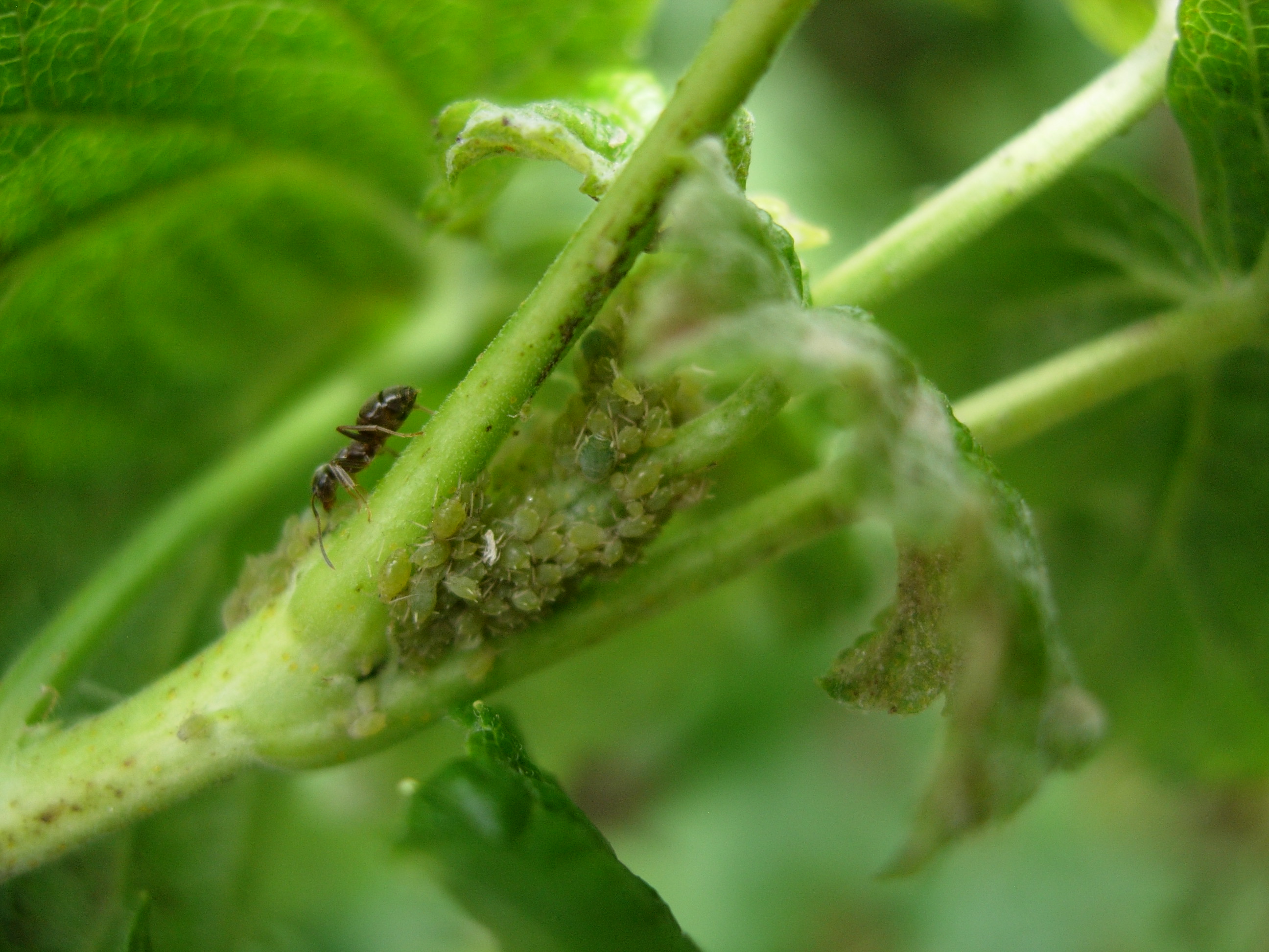 Les pucerons : symptômes et traitements – Clinique des Plantes