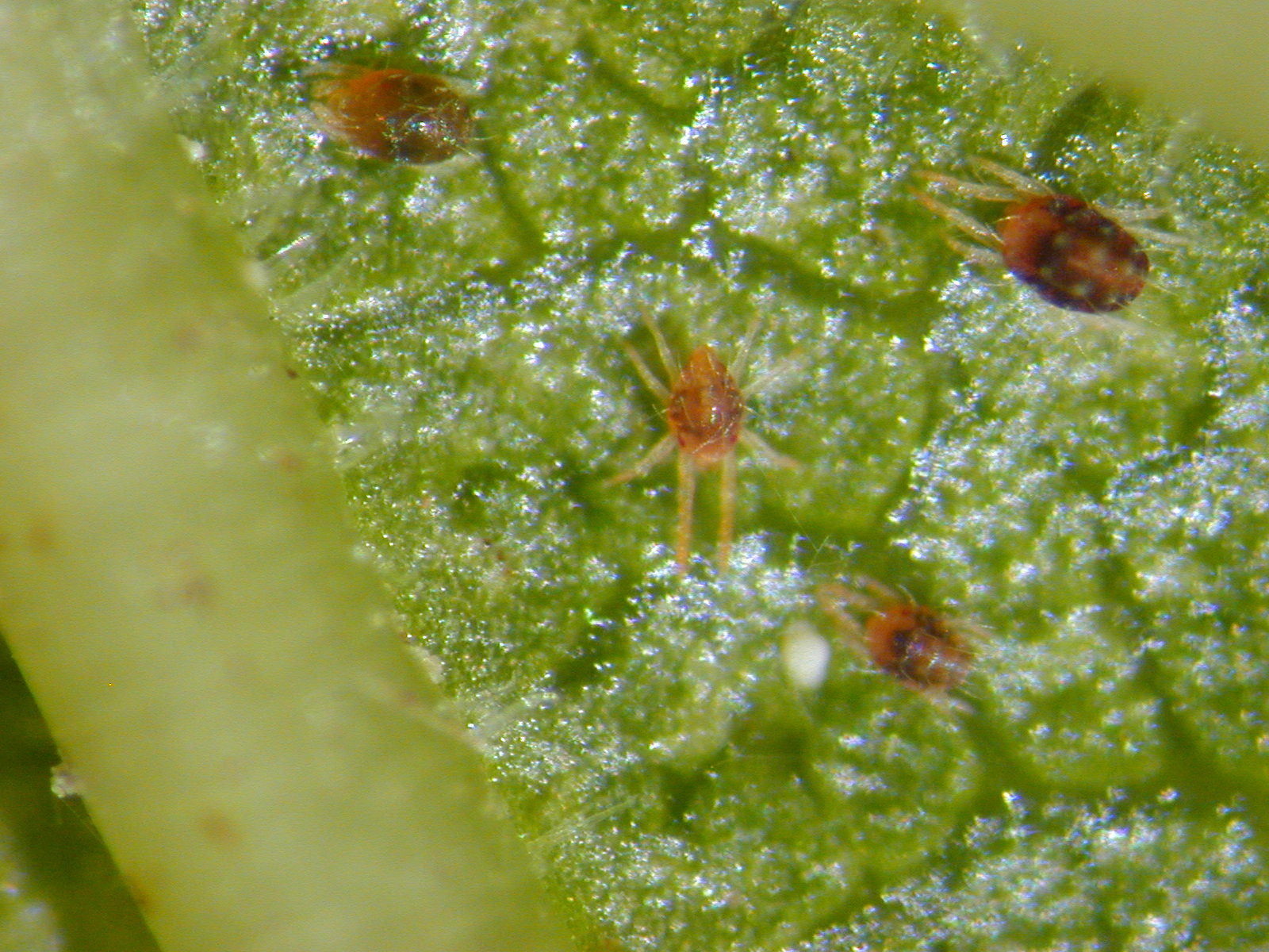 Acarien plante traitement - loftge33arur