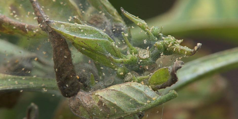 L'acarien rouge de l'amandier : symptômes et traitements – Clinique des ...
