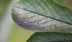 La Fumagine : symptômes et traitements – Clinique des Plantes